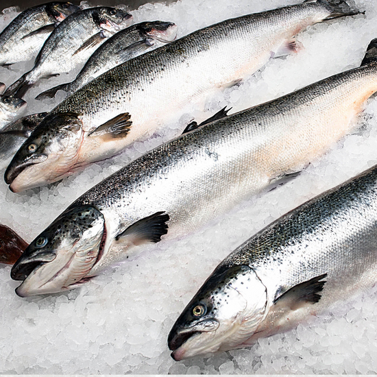 Fresh Whole Arctic Char | Massachusetts | Svenfish