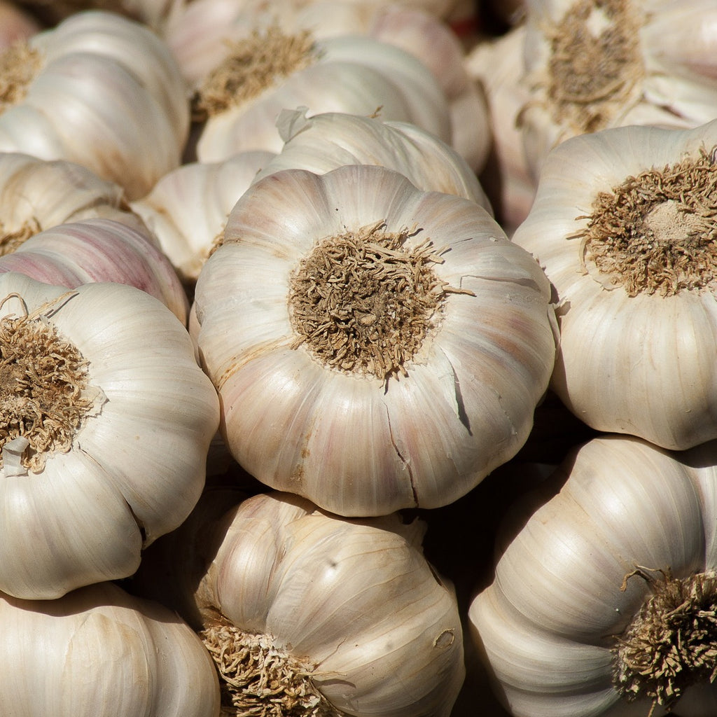 Garlic – svenfish - Crazy Fresh Fish!